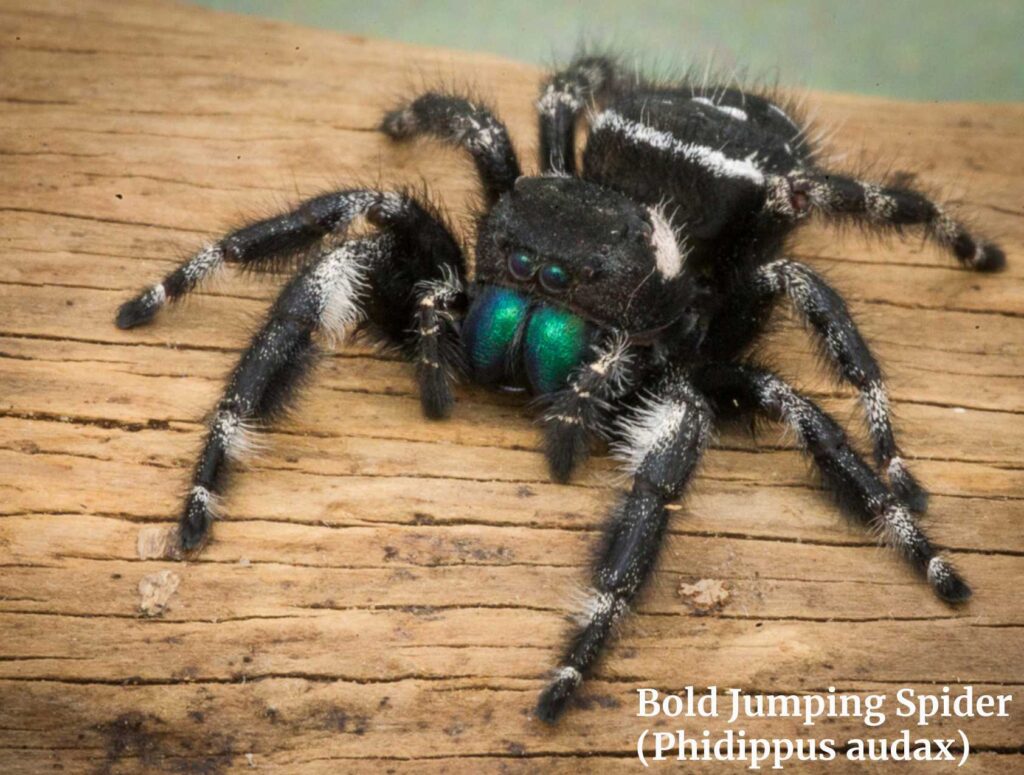 Bold Jumping Spider (Phidippus audax)