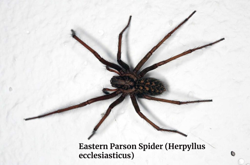 Eastern Parson Spider (Herpyllus ecclesiasticus)