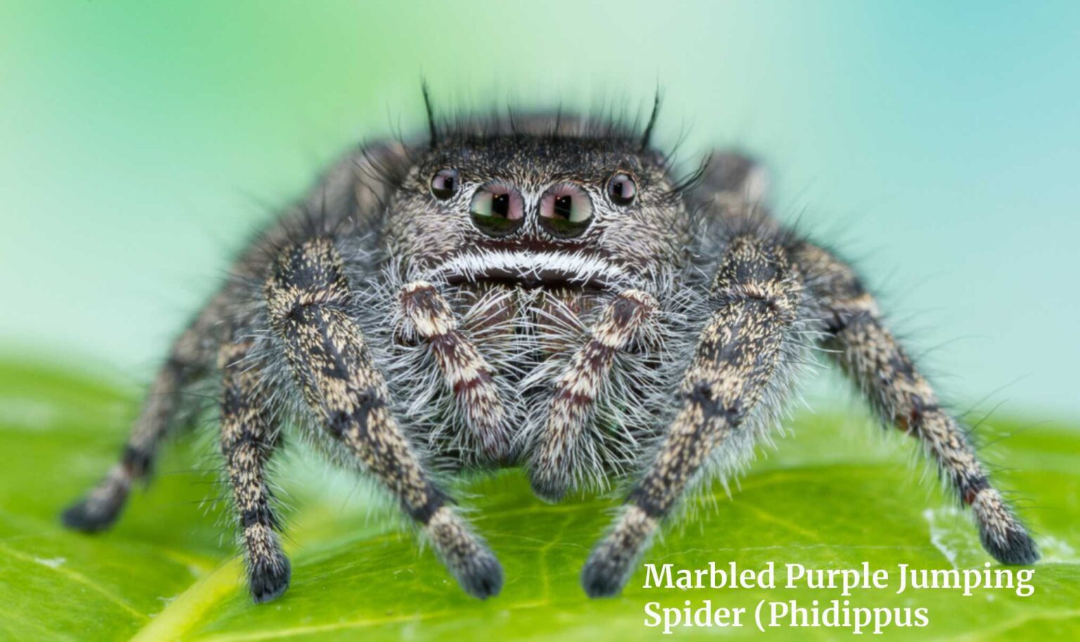 Marbled Purple Jumping Spider (Phidippus purpuratus)